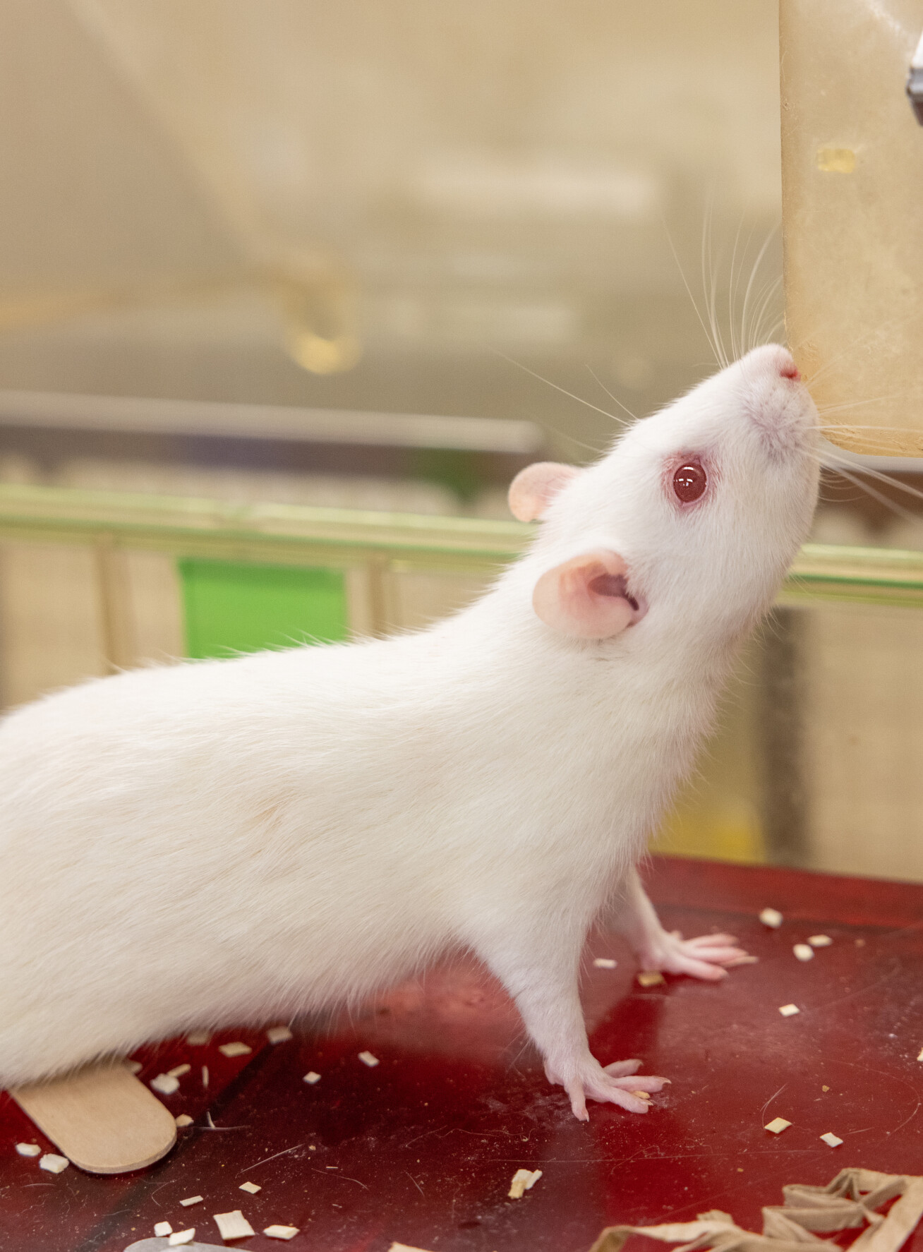 Social media campaigns on animal research recognised with Openness ...