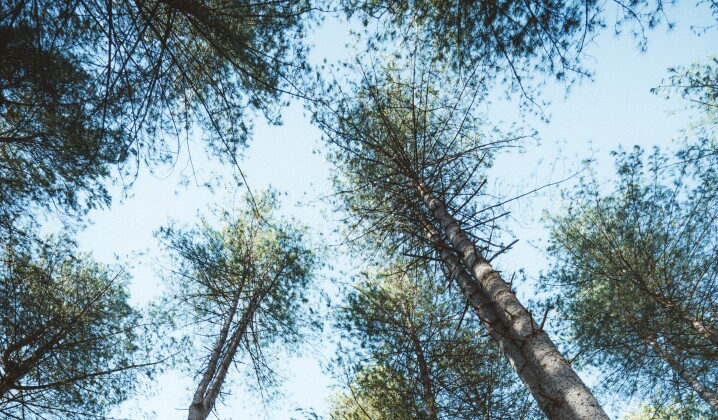 Future Treescapes 23 | Events | Imperial College London