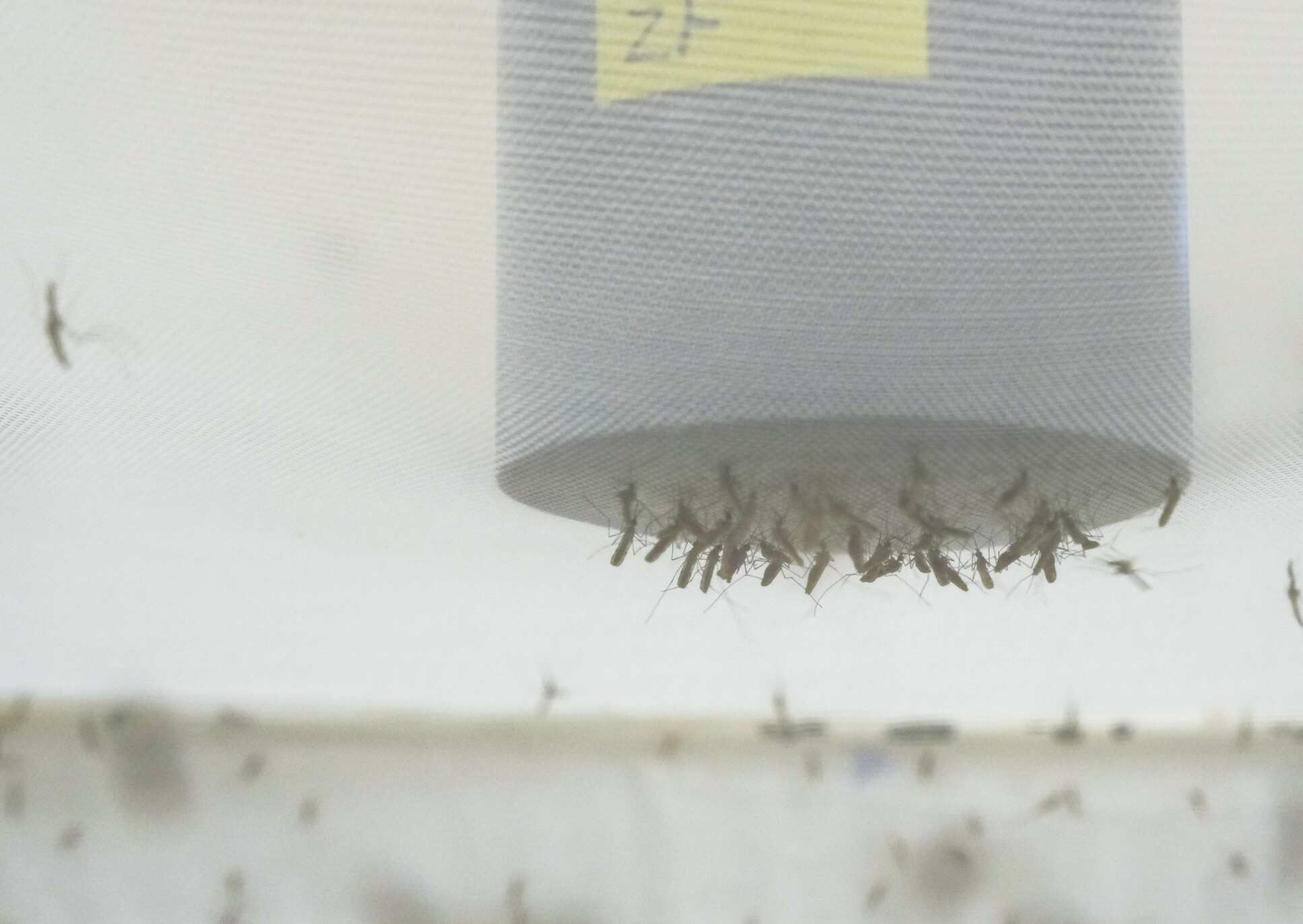 Q&A: Behind the scenes of Imperial's mosquito labs | Imperial News ...