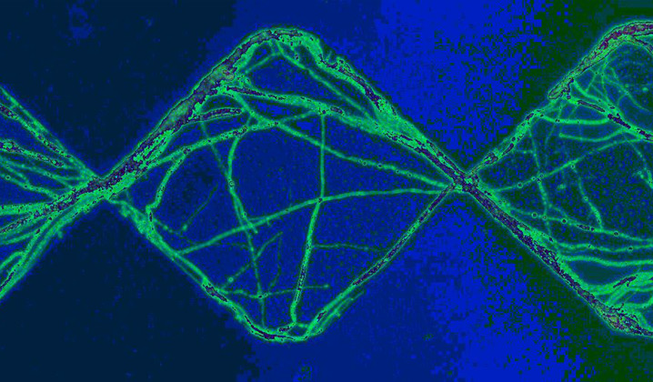 Fungal Science Network Launch | Events | Imperial College London