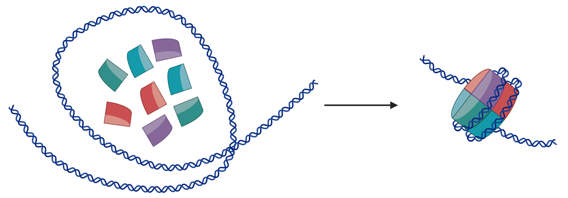 Flipping brilliant! Scientists discover molecular gymnastics of the ...