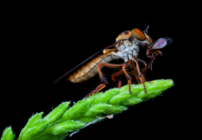 Robber flies combine multiple nav systems to avoid obstacles and catch ...