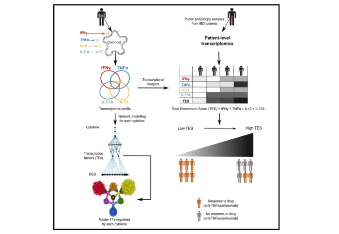 Molecular classification of inflammatory bowel disease | Imperial News ...