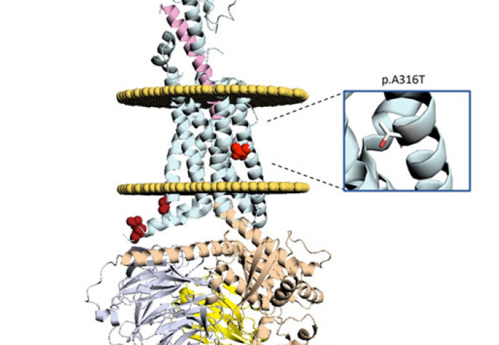 New genetic study sheds light on the role of the intestine on glucose ...
