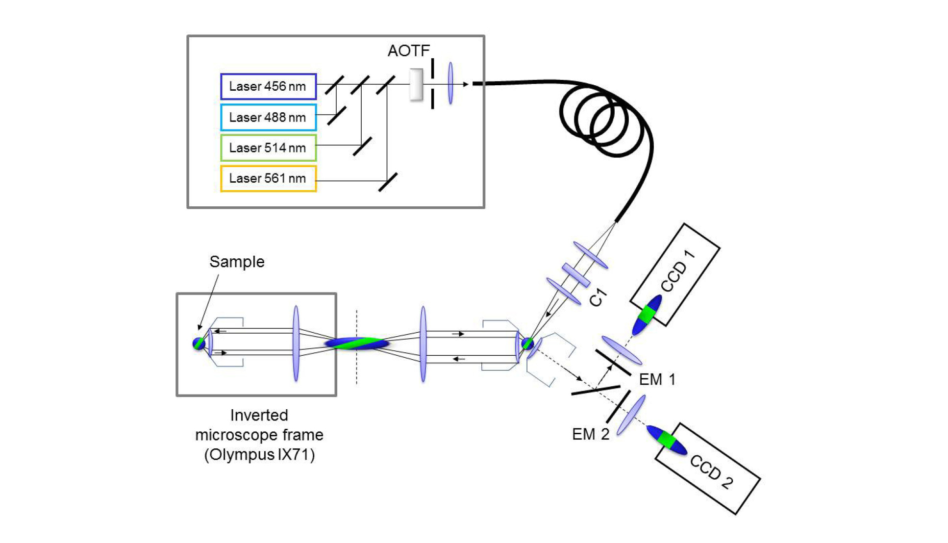 Oblique Plane Microscopy (OPM) | Research groups | Imperial College London