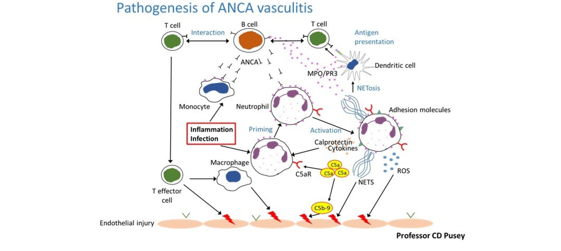 Immunopathogenesis | Research groups | Imperial College London