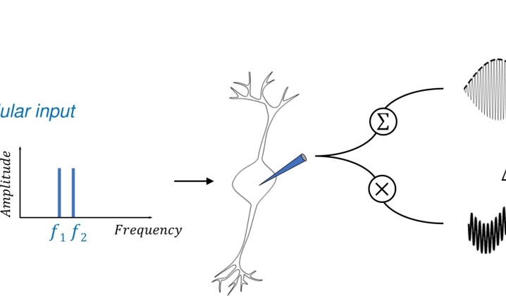 Frequency mixing from the single-neuron to the human brain [ONLINE ...