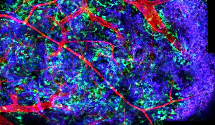 Real-time Intravital Microscopy (IVM): In Vivo Cellular-level Imaging ...