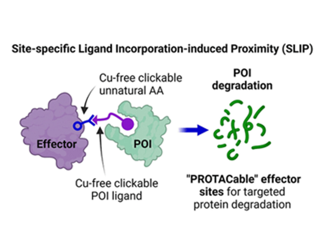A universal platform for chemically induced proximity-based drug ...