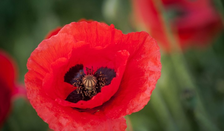 National Flower Of Albania | Best Flower Site