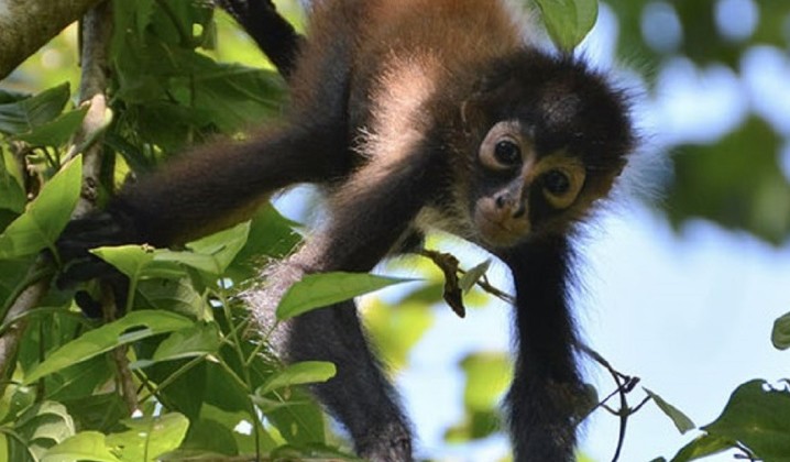 Tropical Rainforest Spider Monkeys What Makes A Spider Monkey So