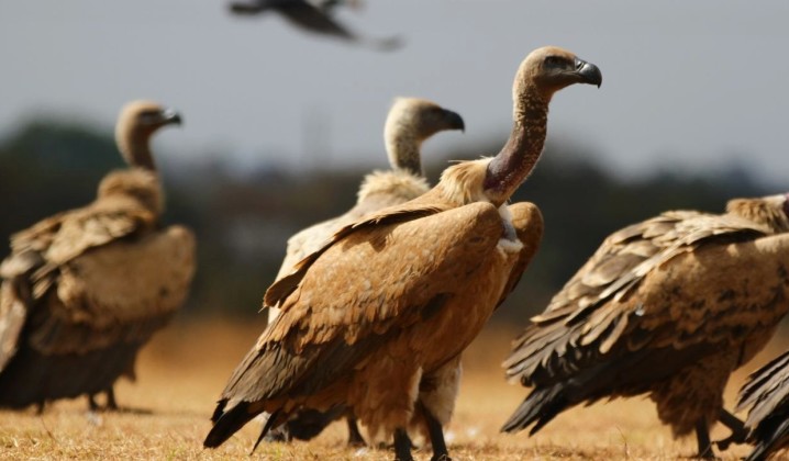 The unloved animal club | Events | Imperial College London