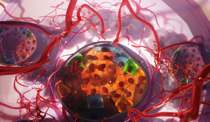 Vascularization strategies enhance beta cell therapies for the ...