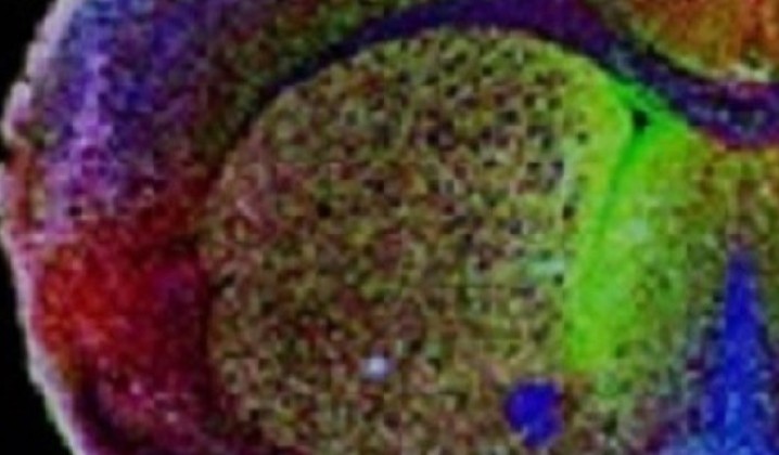 Young Researcher Symposium – Richard Cammack Memorial Lecture | Events ...