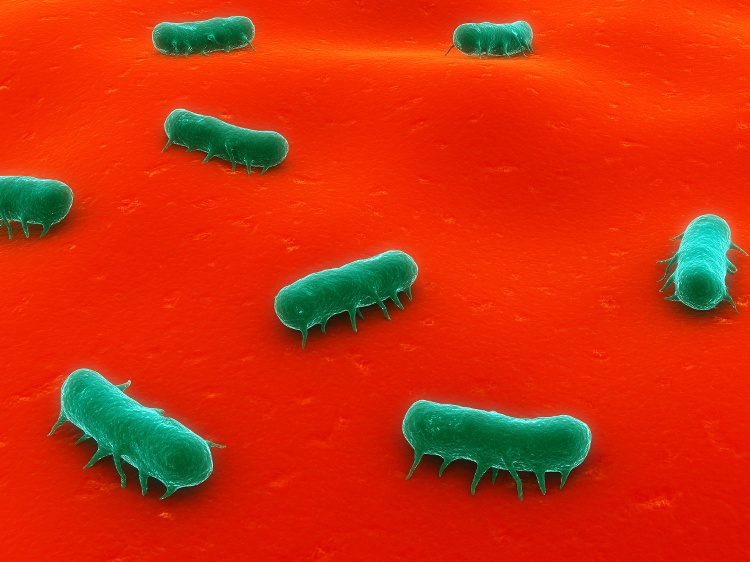 Salmonella Typhi Under A Microscope Salmonella | Under The Microscope