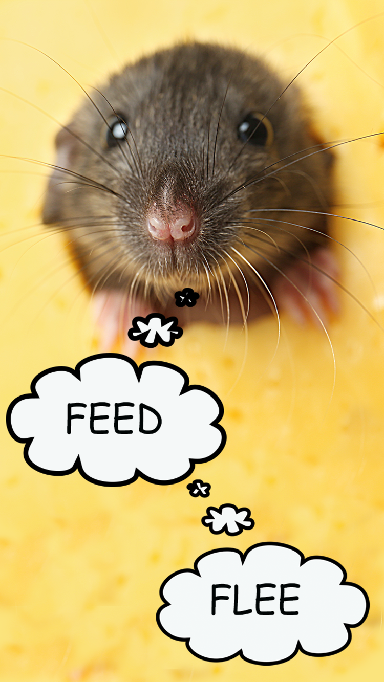 Feed or flee
